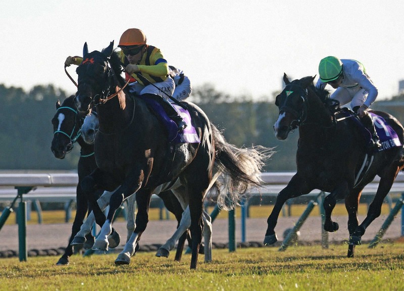 جی بانک لولو چو