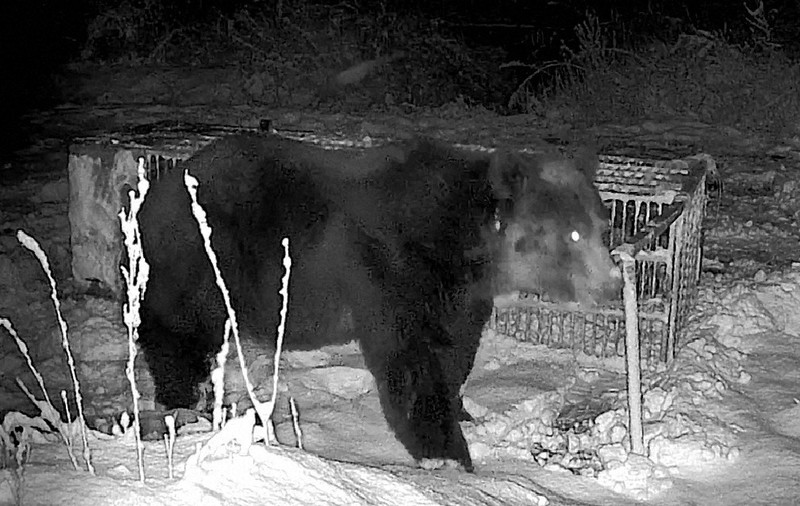 Video catches 400-kg brown bear toppling metal trap in Hokkaido ...