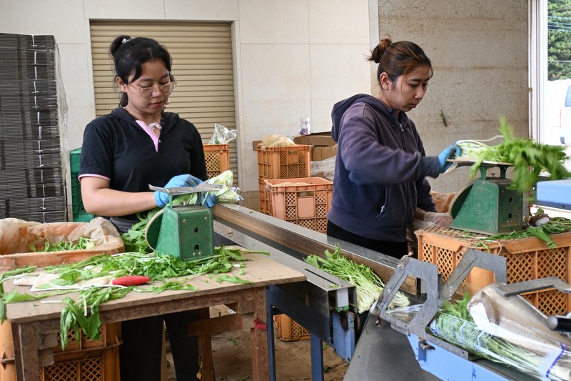 Farms struggling to attract Japanese workers, utilizing 'unauthorized ...