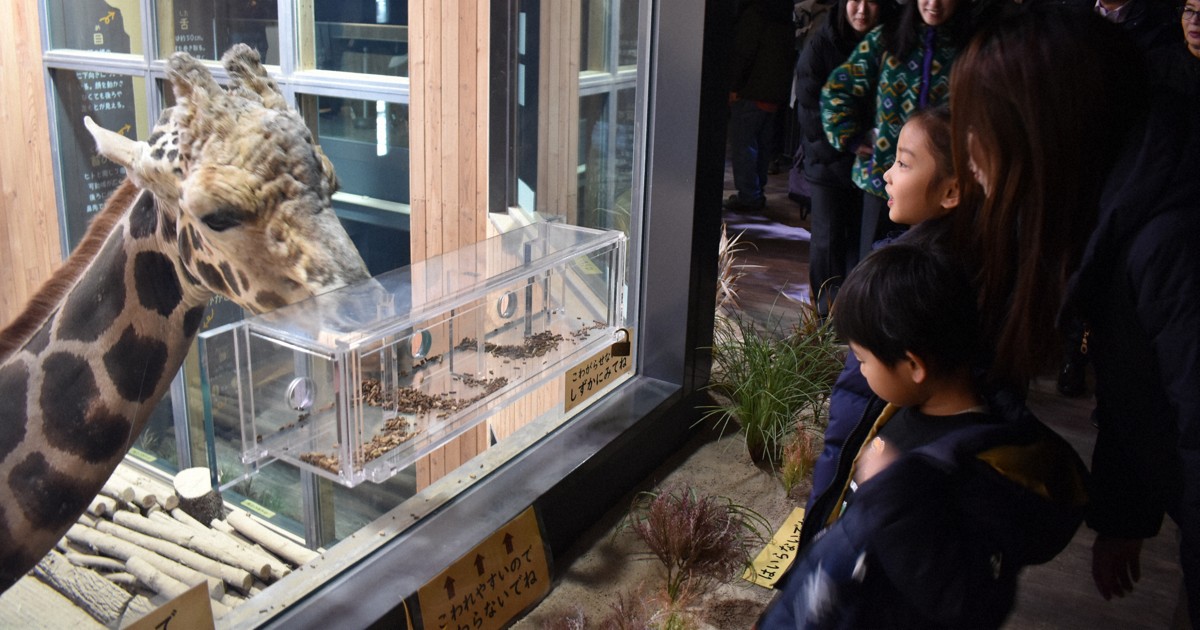 Easy Japanese news in translation: New giraffe exhibit opens at Obihiro ...