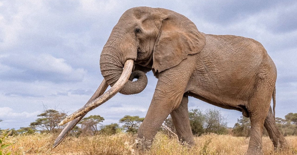 Conservationists in Kenya pay tribute to beloved 'super tusker ...