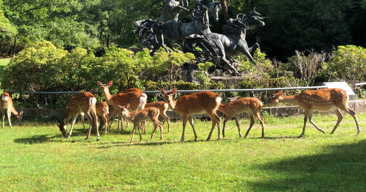 Unprecedented plan to relocate wild deer in Kyoto to Nagoya Castle ...