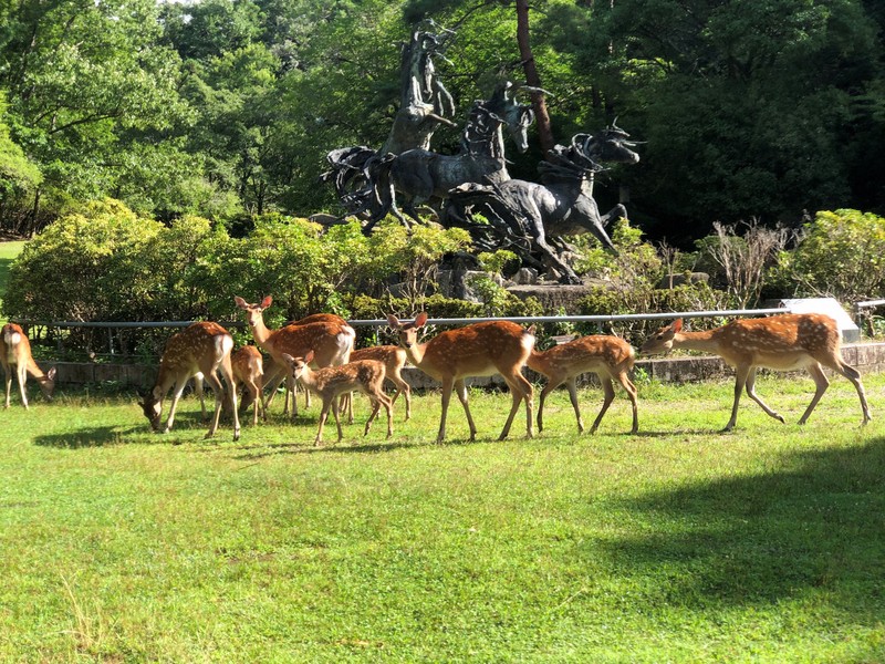 Unprecedented plan to relocate wild deer in Kyoto to Nagoya Castle ...