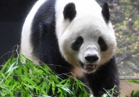 In Photos: Crowds gather at Ueno zoo for last chance to see giant ...
