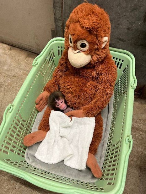 In Photos: Punch the baby monkey, abandoned at birth, wins hearts with ...