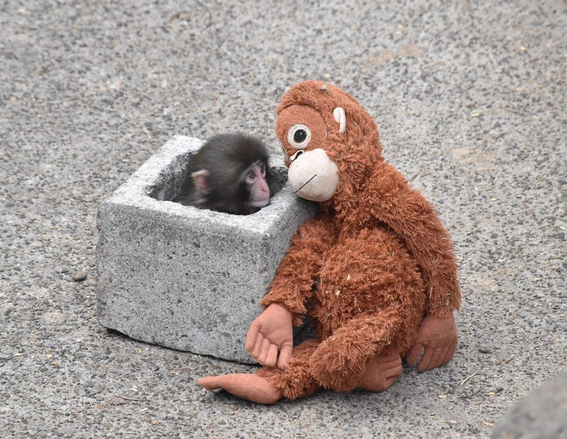 In Photos: Punch the baby monkey, abandoned at birth, wins hearts with ...