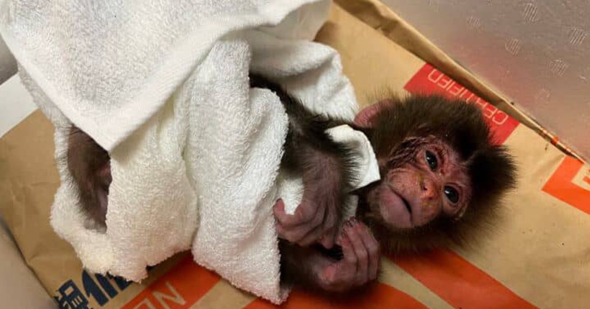 In Photos: Punch the baby monkey, abandoned at birth, wins hearts with ...