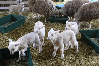 Easy Japanese news in translation: Many baby sheep born at Rokkosan ...