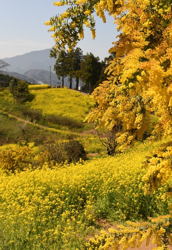 In Photos: Once abandoned farmland, canola flower fields brighten west ...