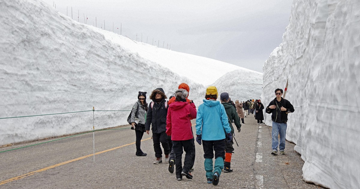Japan's Alpine route opens, showcasing snow walls - The Mainichi