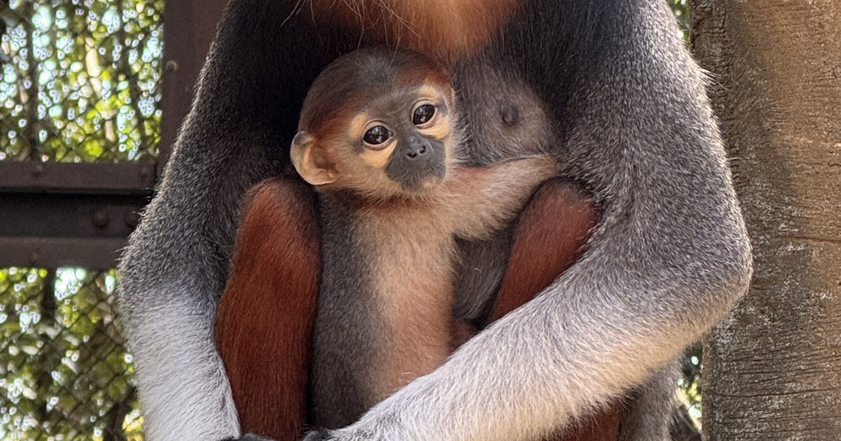 'World's most beautiful' baby monkey makes public debut at Yokohama zoo ...
