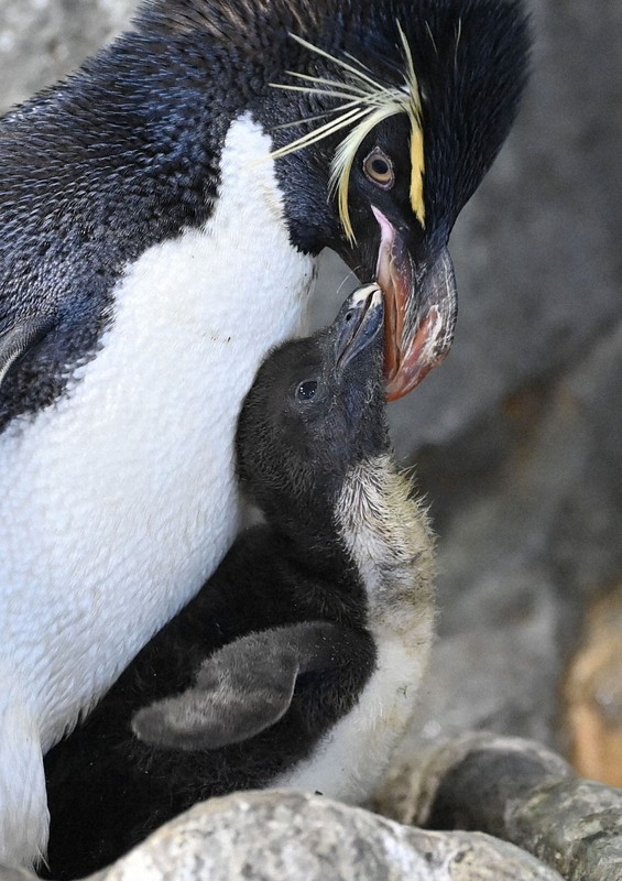 すくすく ミナミイワトビペンギンの赤ちゃん 海遊館 [写真特集1/7] | 毎日新聞